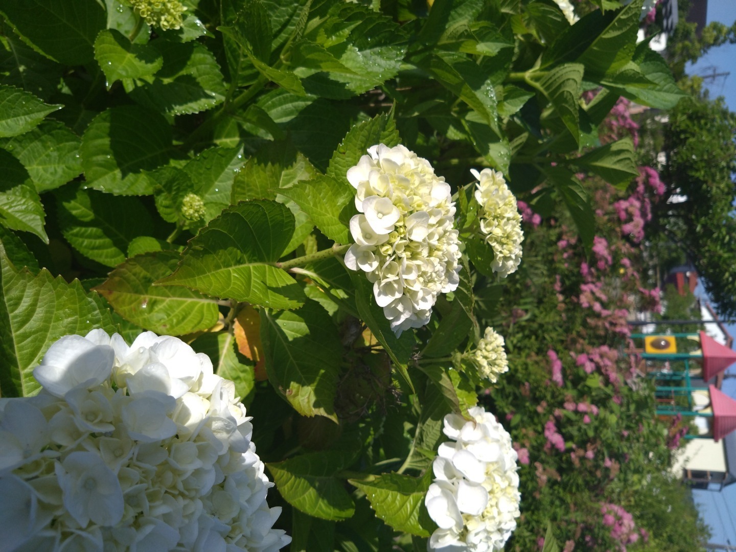 ジョギング: 思いつくままに